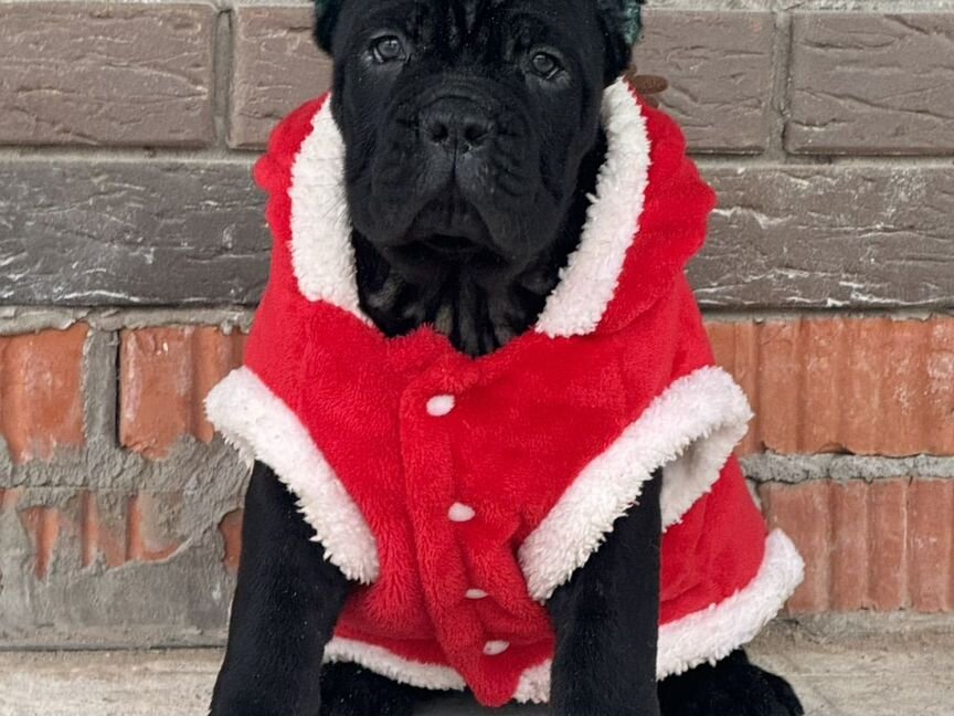 Шикарная малышка кане корсо