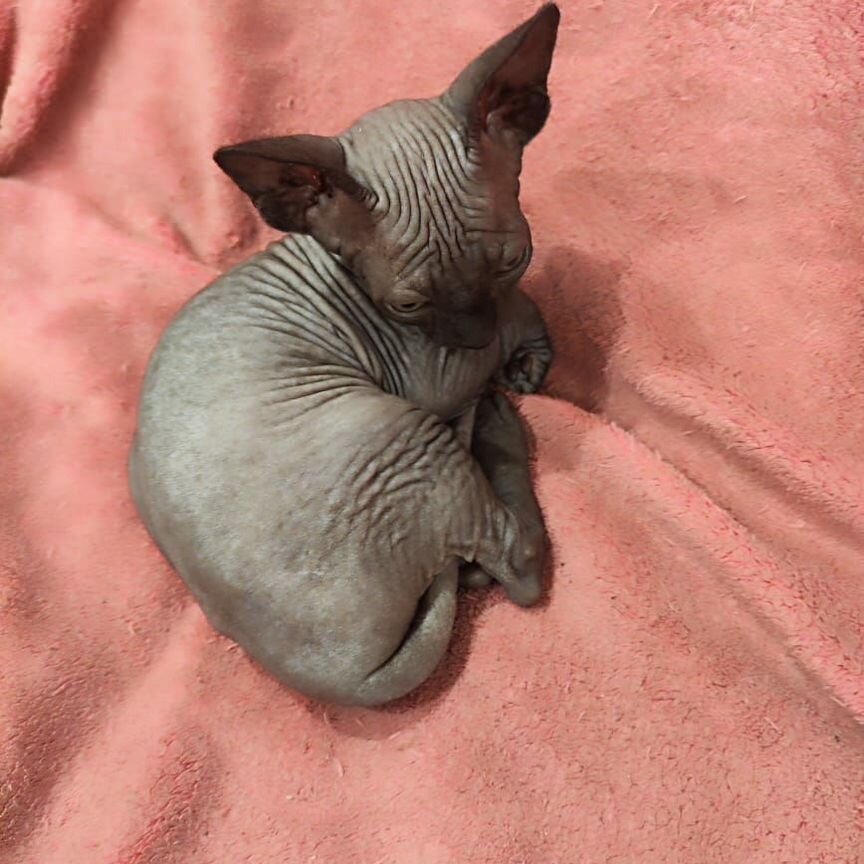 Канадский сфинкс, подарок