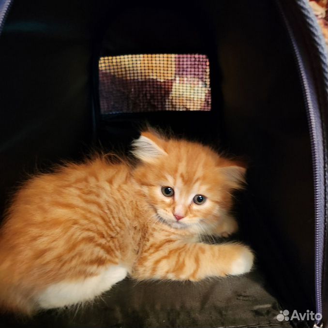 Котёнок рыжик 2мес в дар