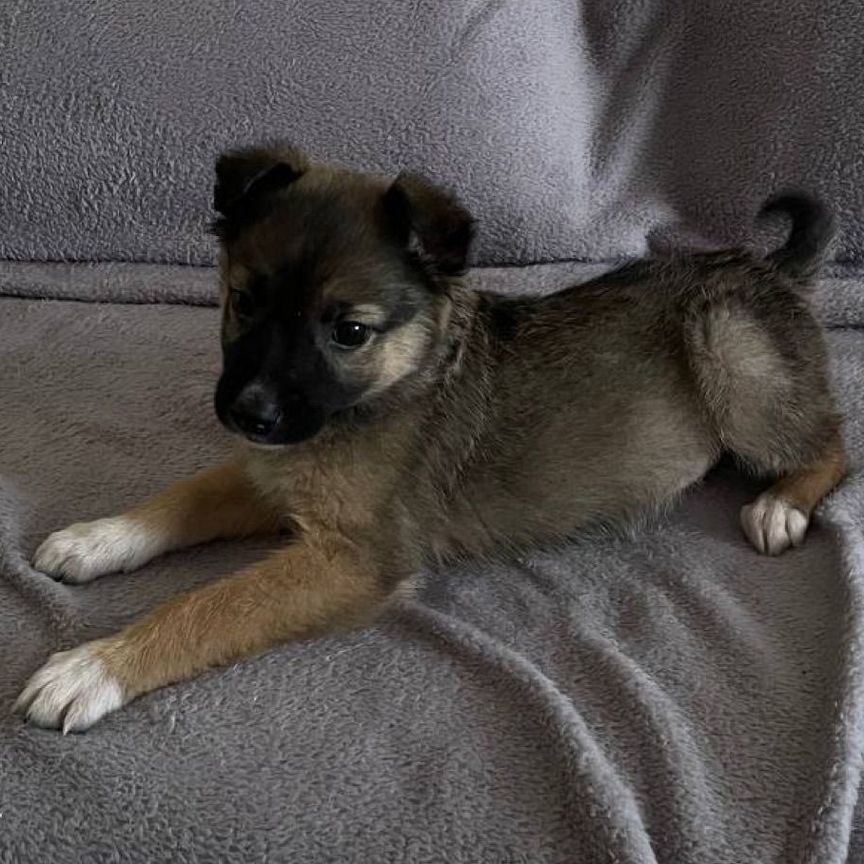 Щенок в добрые руки