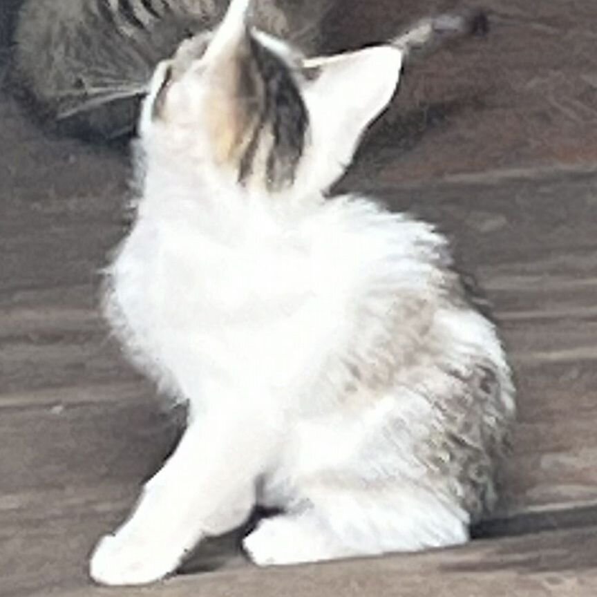 Котята в добрые руки бесплатно
