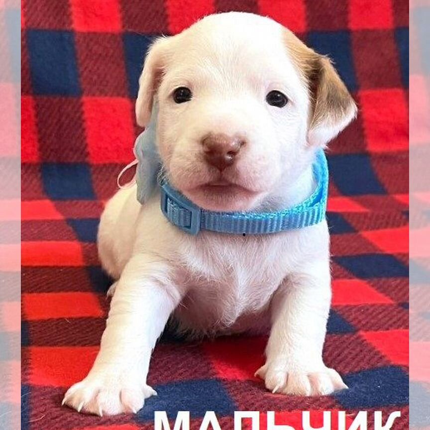 Джек-рассел-терьер, щенок