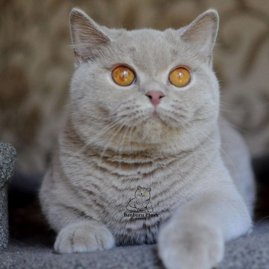 Британская кошечка