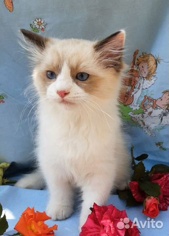 Как маленькй медвежонок - котенок регдолл