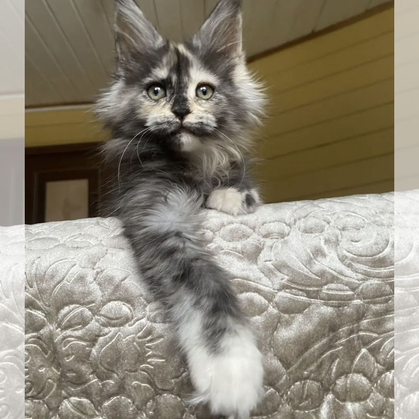 Мейн-кун котёнок