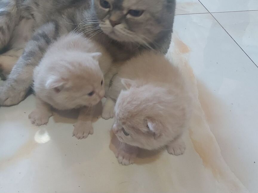 Кошка шотландская вислоухая