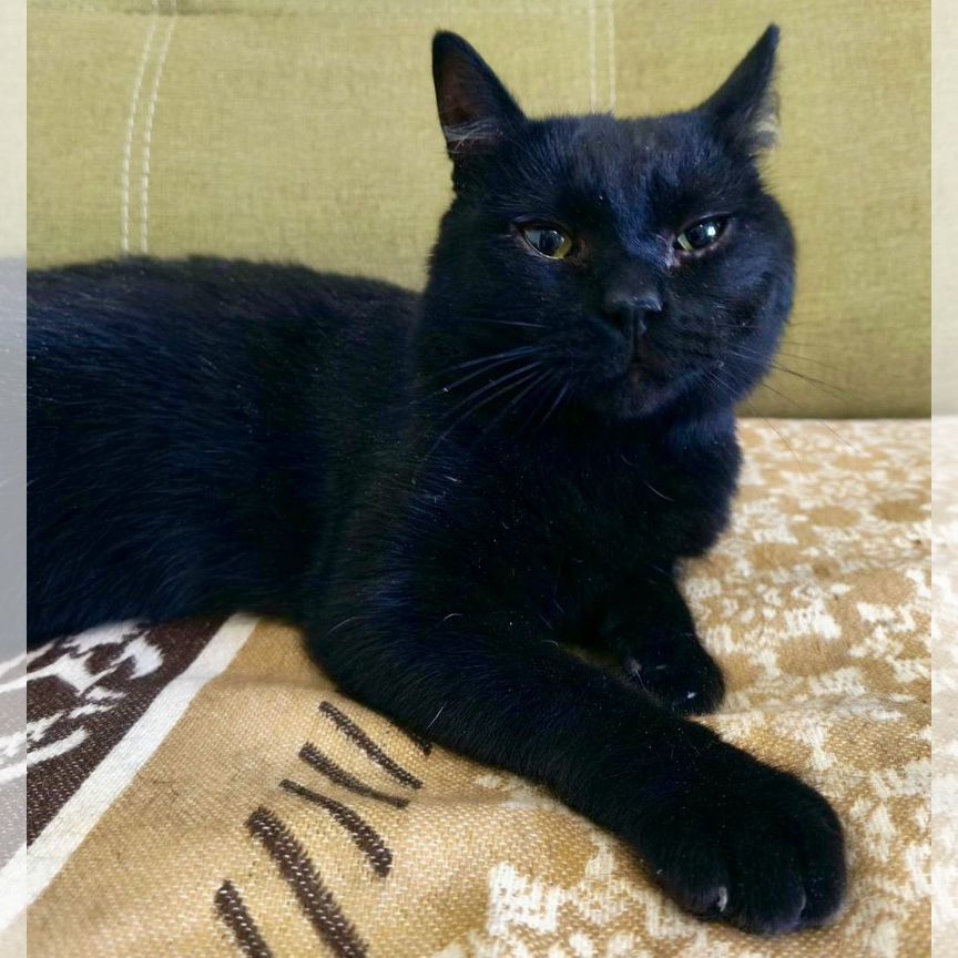 Черный молодой котик