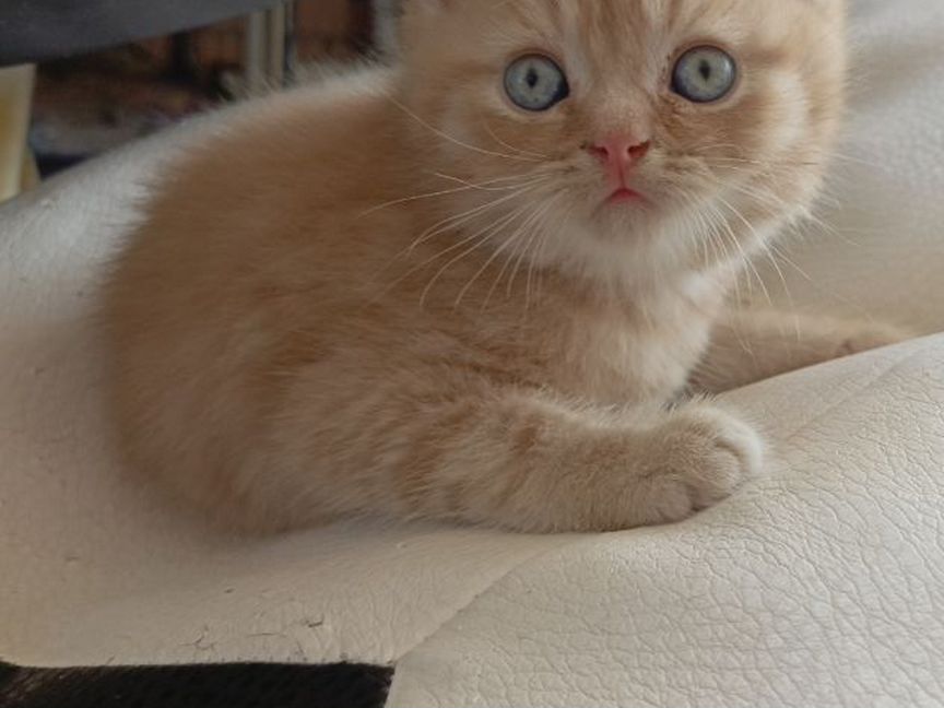 Котята шотландцы