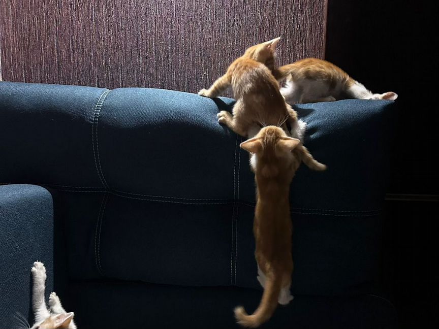 Спасите мою квартиру Очень активные котята