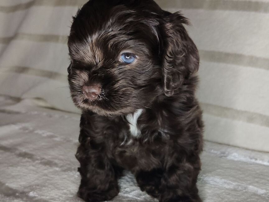 Американский кокер спаниель