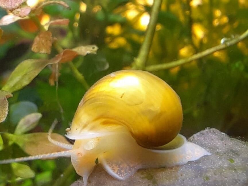 Аквариумные улитки Ампулярии