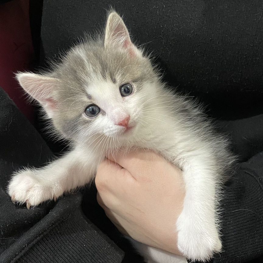 Котята