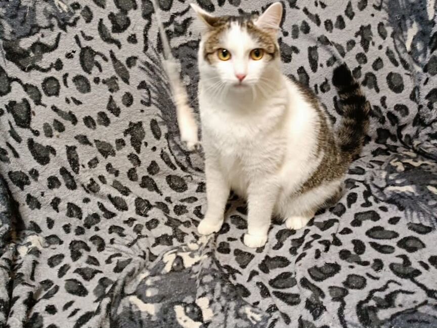 Маленький котик ищет дом