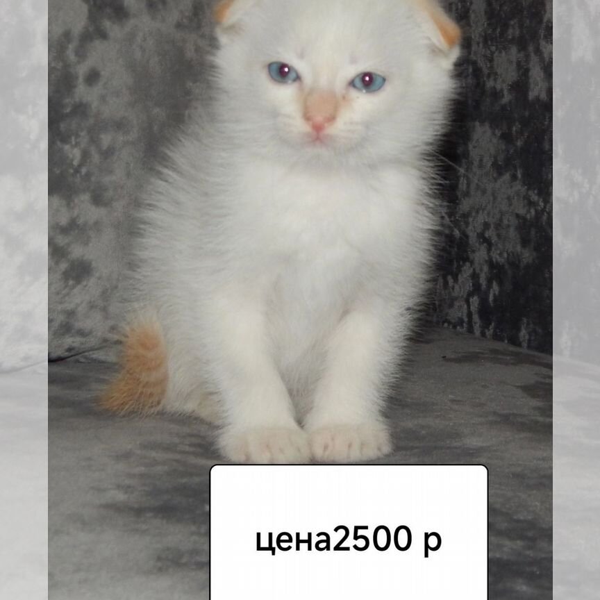 Шотландский вислоухий котёнок