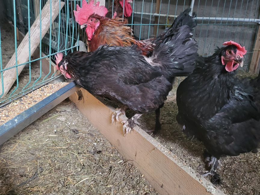 Маран семья