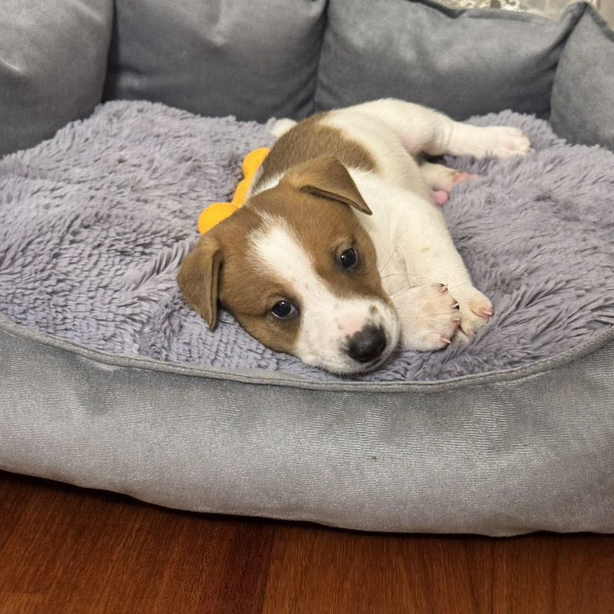 Щенки джек рассел терьер