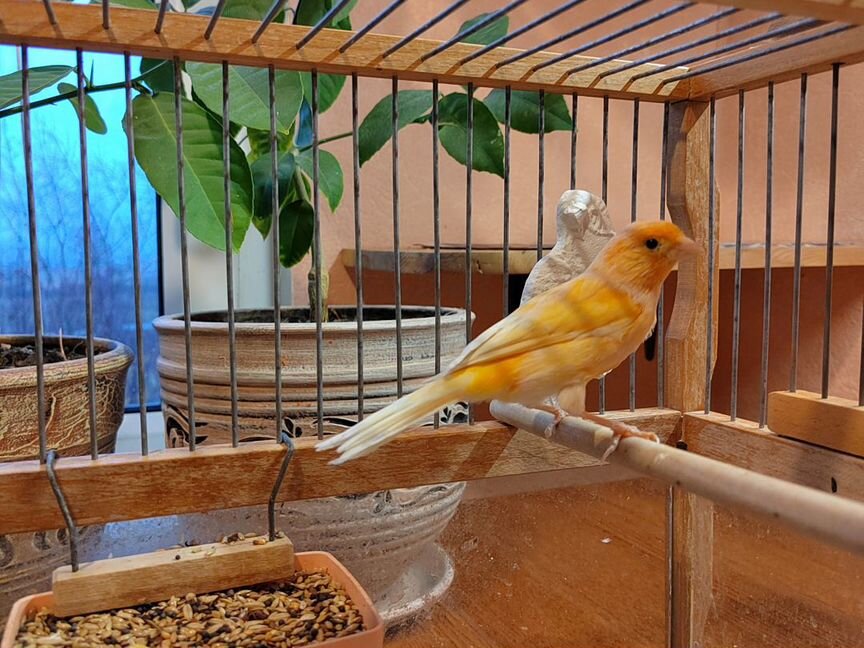 Кенара и канарейки