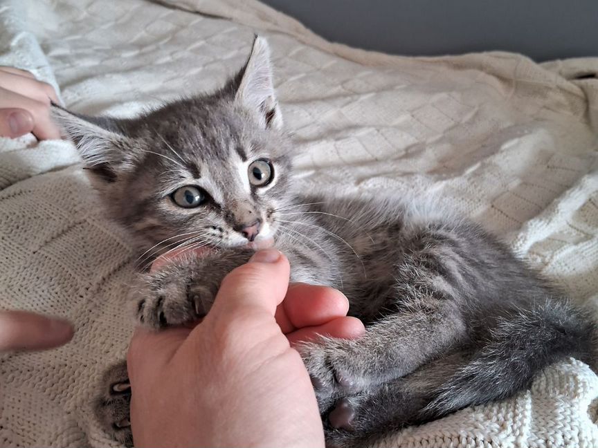 Котёнок в любящие руки