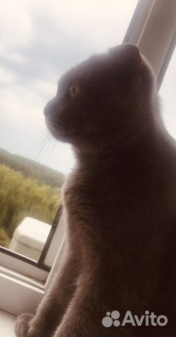 Кот ищет невесту