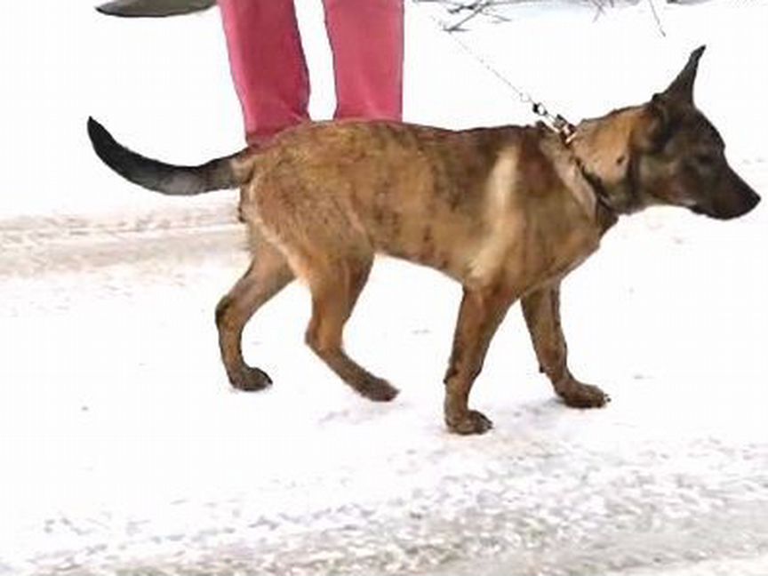 Метис в добрые руки
