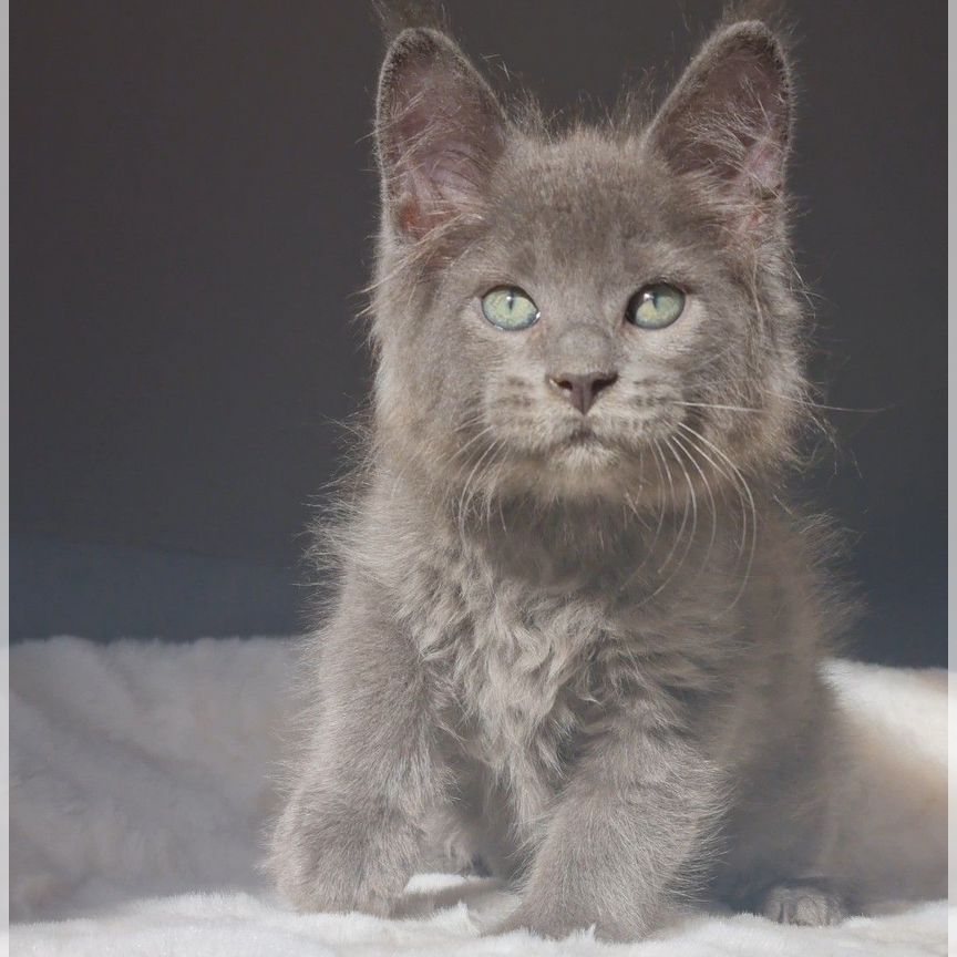 Мейн-кун котёнок