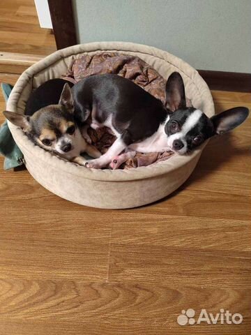 Чихуахуа пёс справа