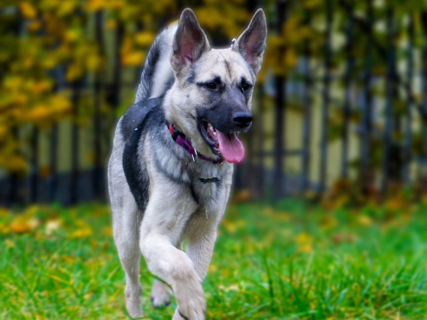Щенок метис вео бесплатно в добрые руки