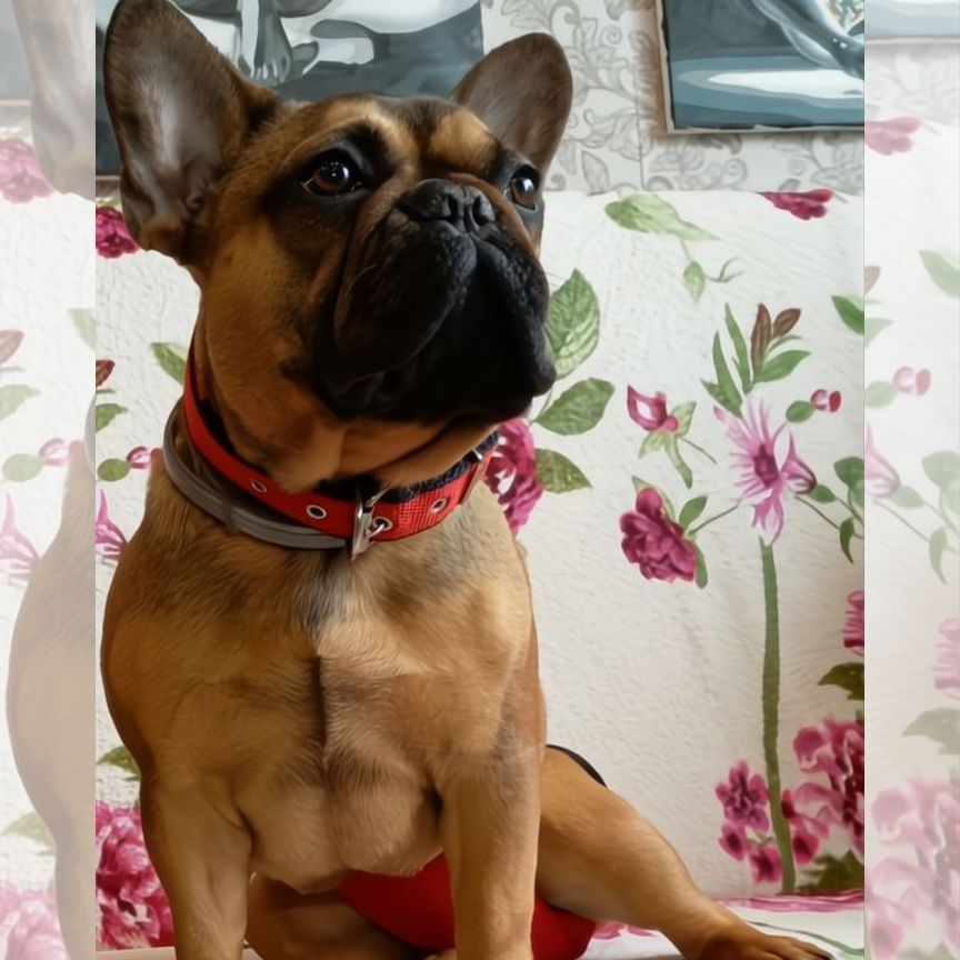 Французский бульдог, взрослая собака