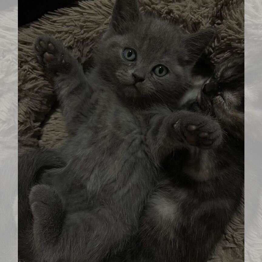 Шотландский прямоухий короткошёрстный котёнок