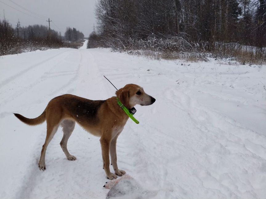 Русская гончая