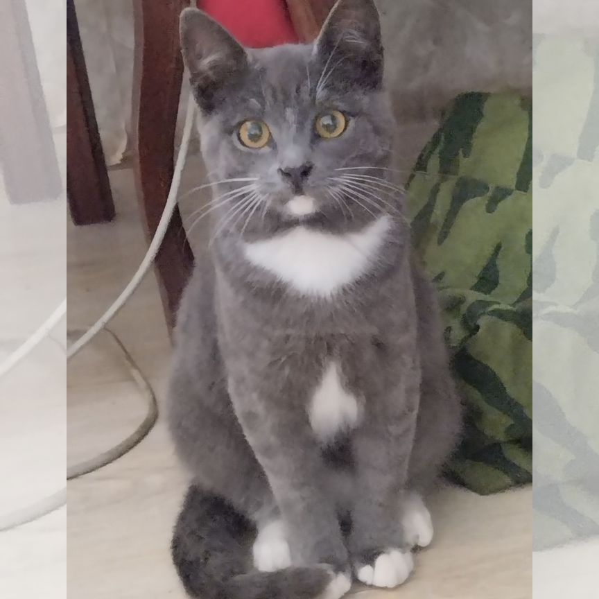 Котик 3 месяца