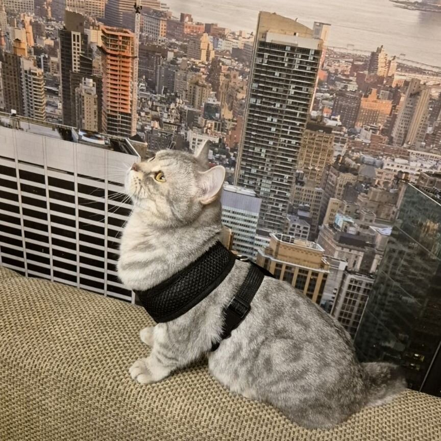 Шлейка сетчатая