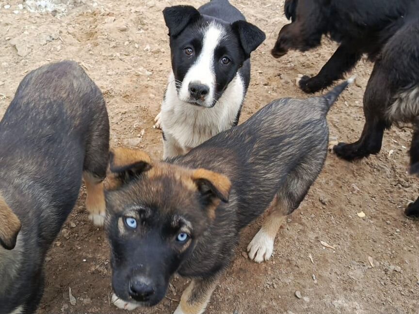 Щенки в добрые руки