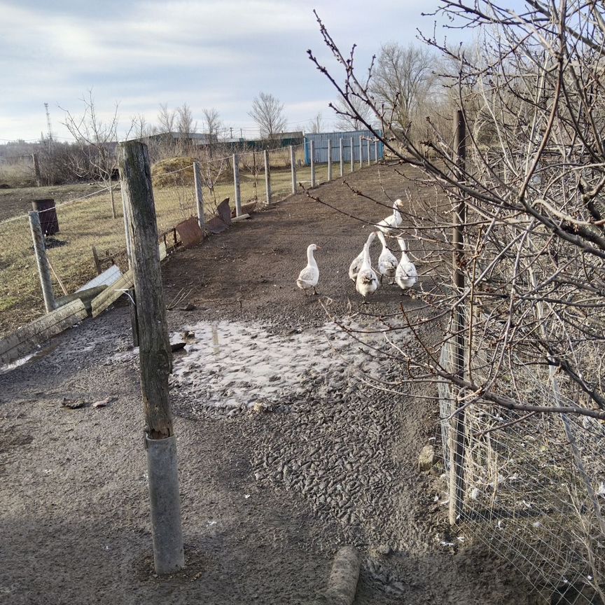 Продам гусей. Семья. Или живой вес