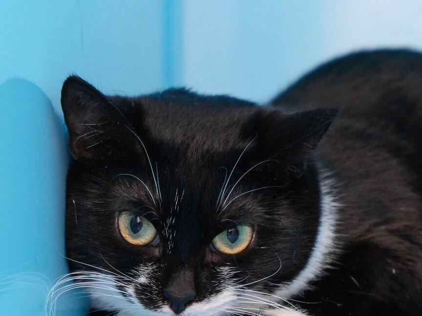 Желтоглазка Маковка ищет семью