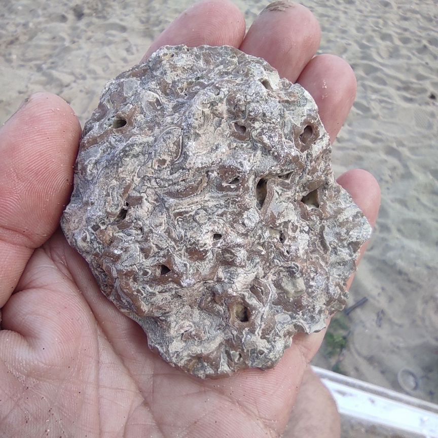 Окаменелый коралл