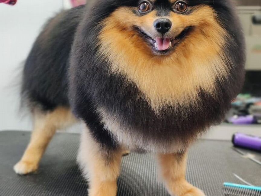 Немецкий шпиц мальчик