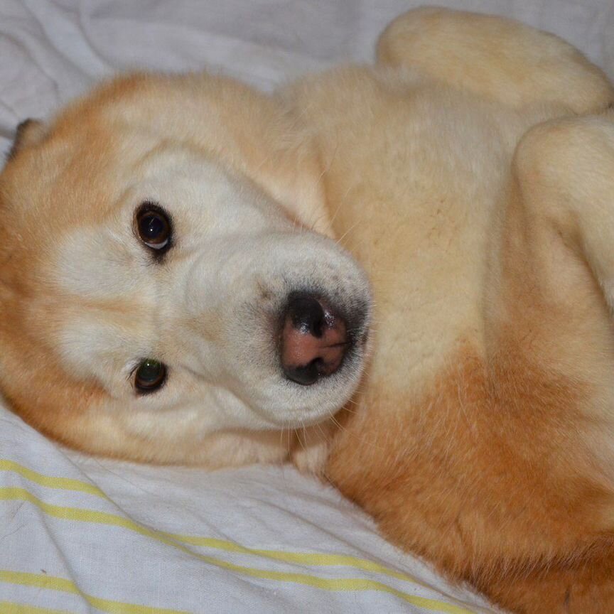 Добрая ласковая собачка в хорошие руки