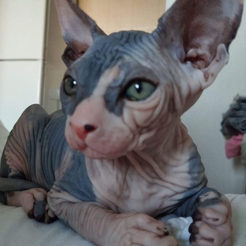 Канадский сфинкс