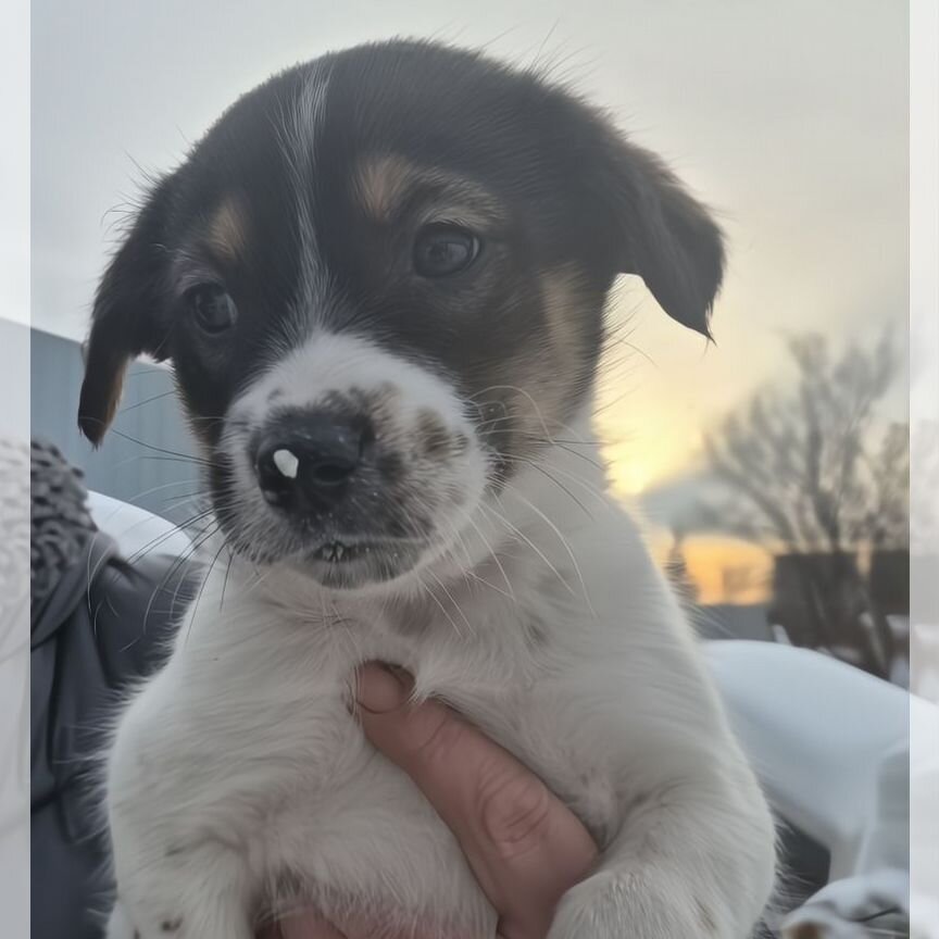 Щенок в добрые руки