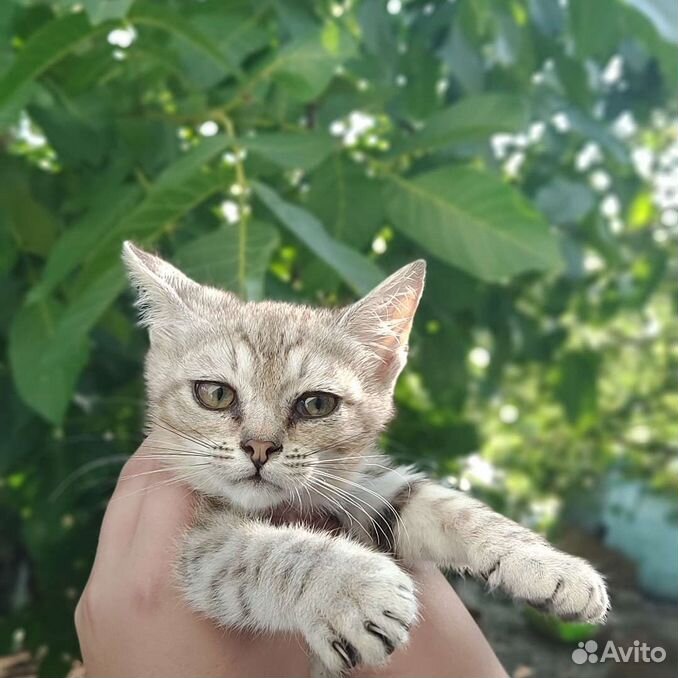Красивые котята в хорошие руки