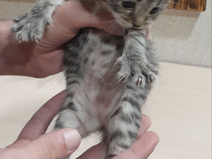 Котята