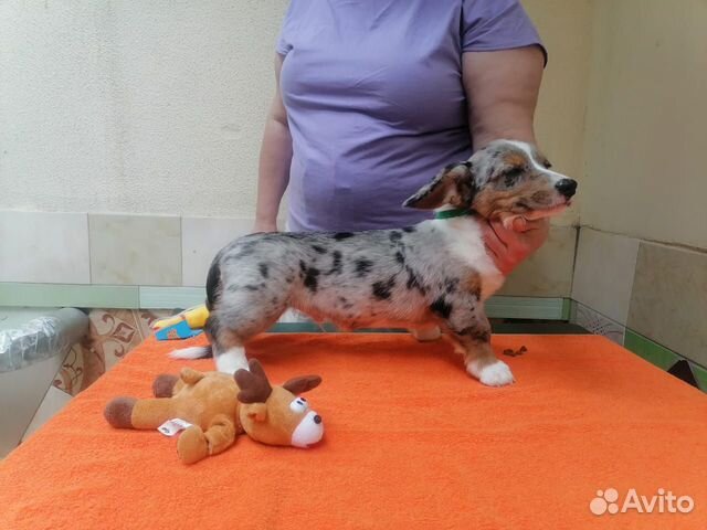 Щенки вельш-корги кардиган