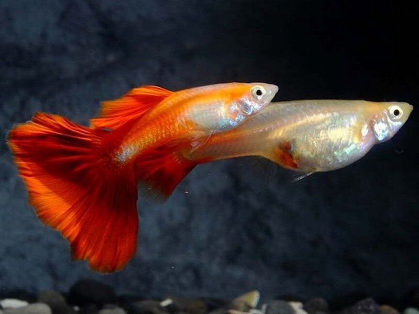 Чистые линии Красный блондин,Черный принц,Мозаика