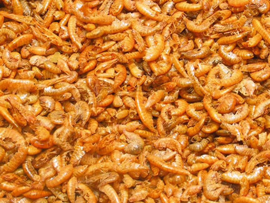 Гаммарус просушенный опт