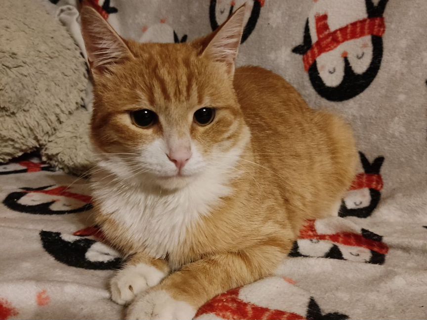 Рыжик в добрые руки