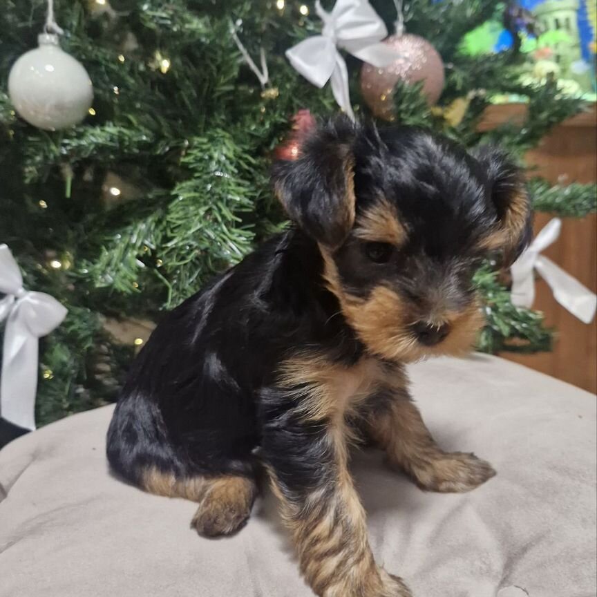 Йоркширский терьер