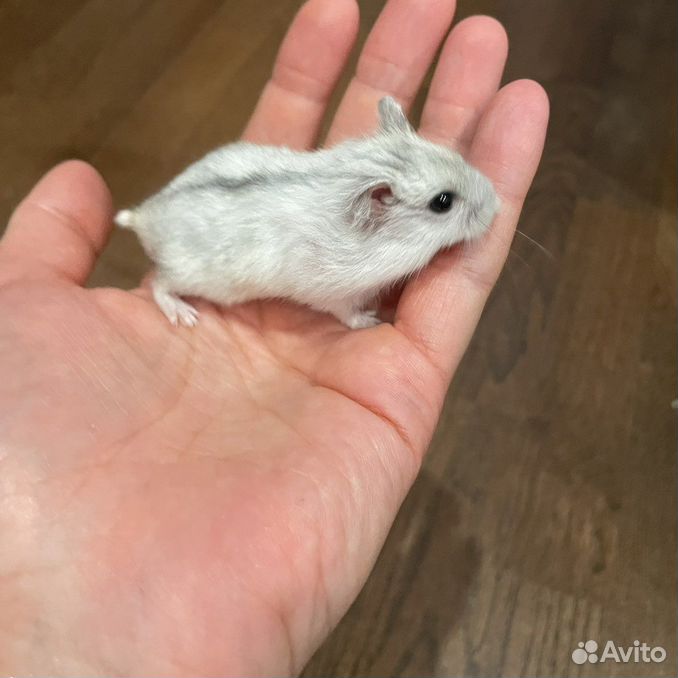 Джунгарские хомячки белые и серые