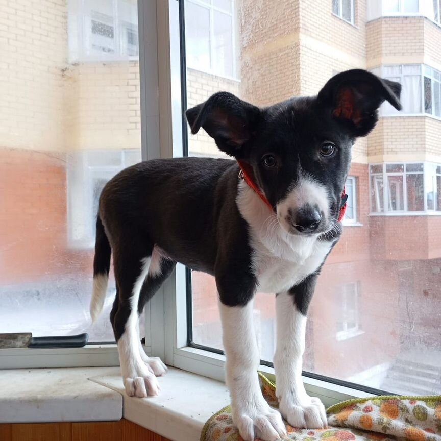 Щенки. Будут меньше среднего размера