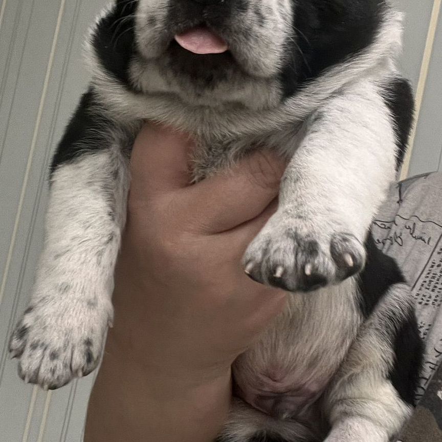 Среднеазиатская овчарка, щенок